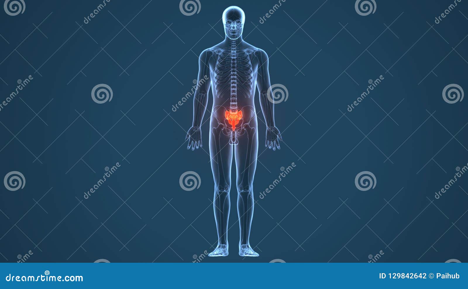 Sacrum And Coccyx. Spinal Bone Structure. Inferior Part Of The Spinal ...