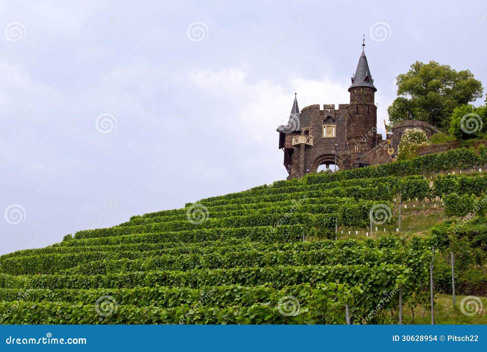 Cochem, Vineyard with Castle Stock Photo - Image of cochem, summer ...