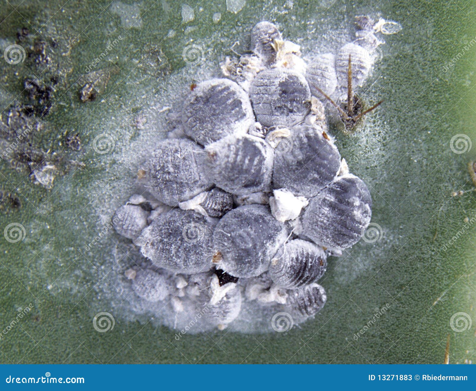 Cochenilles (coque De Dactylopius) Sur Le Cactus D'opuntia Image stock ...
