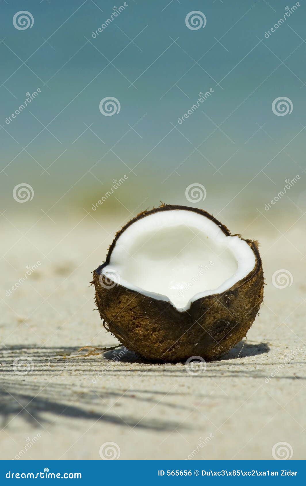 Cochi fotografia stock. Immagine di bianco, spiaggia, cocco - 565656