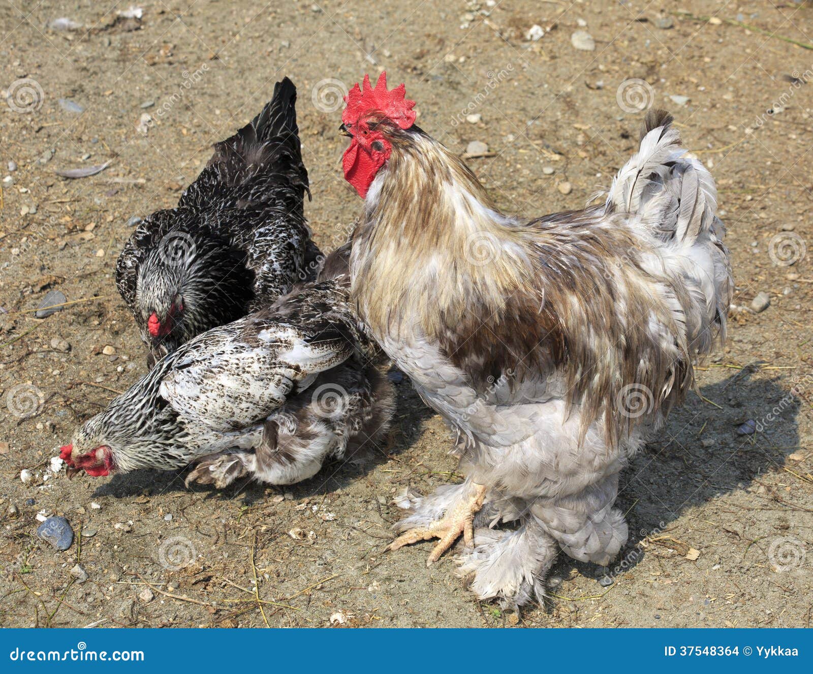 Cochin (chicken) stock photo. Image of cochin, purebred - 37548364