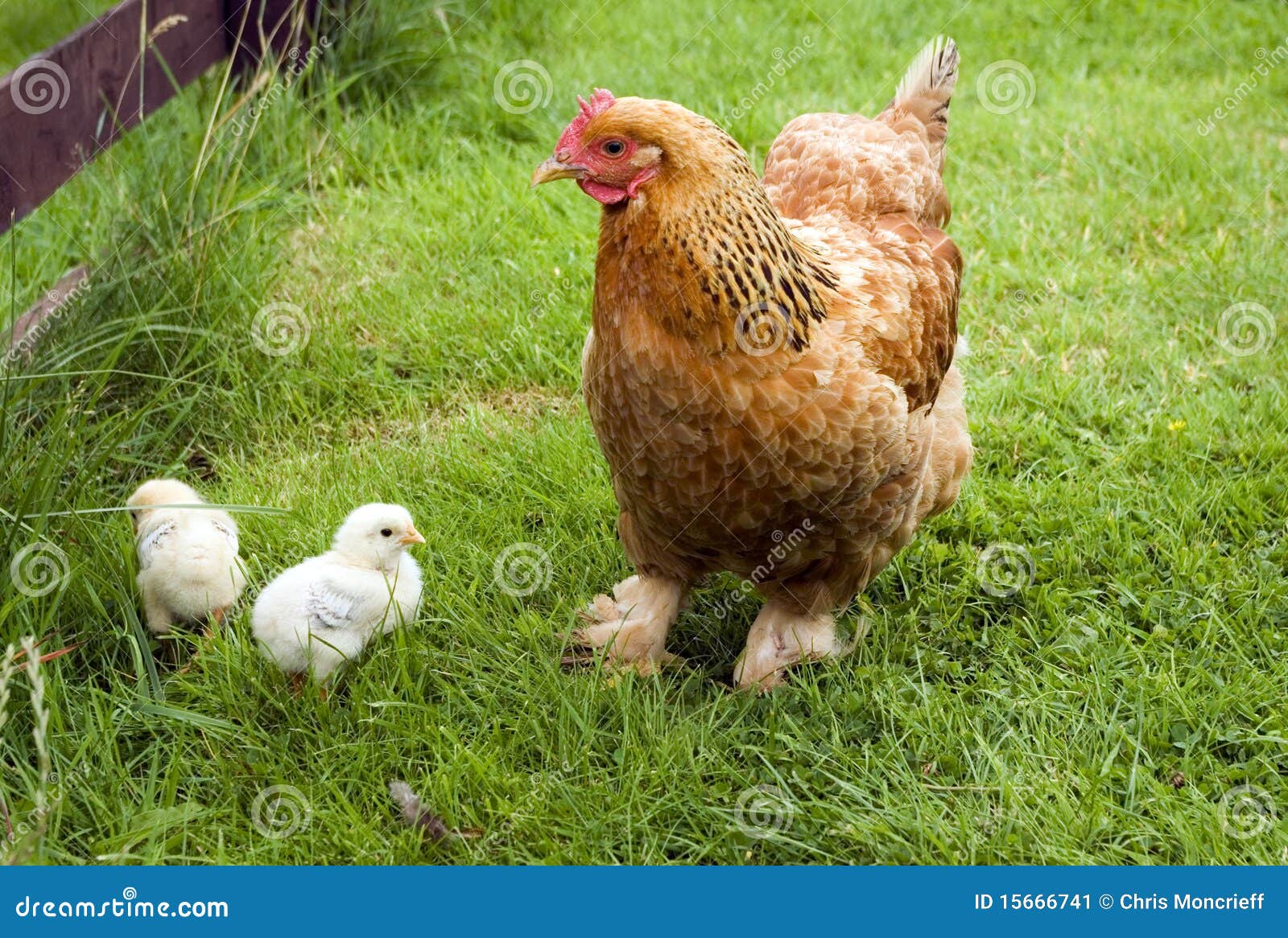 Cochin Chicken Hen stock image. Image of farming, farmers - 15666741