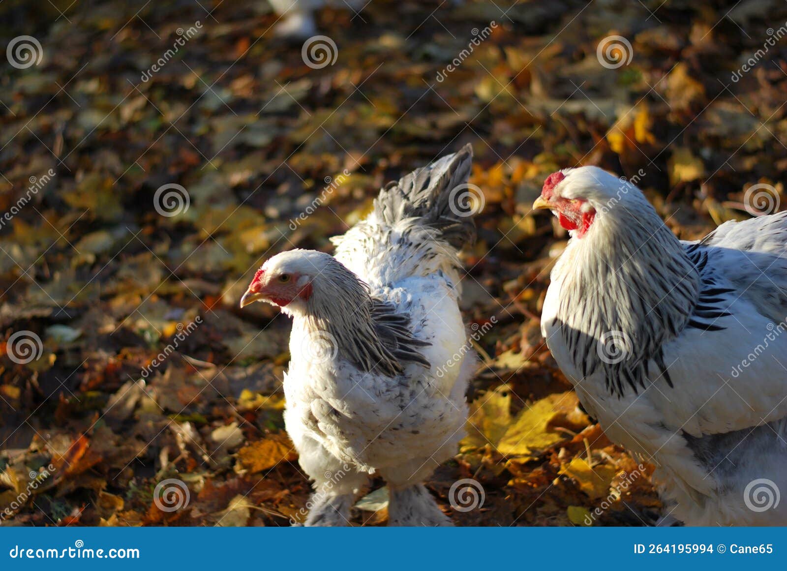 Cochin chicken hens stock photo. Image of henne, wings - 264195994