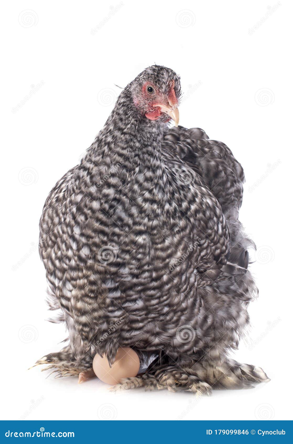 Cochin chicken in studio stock photo. Image of cuckoo - 179099846