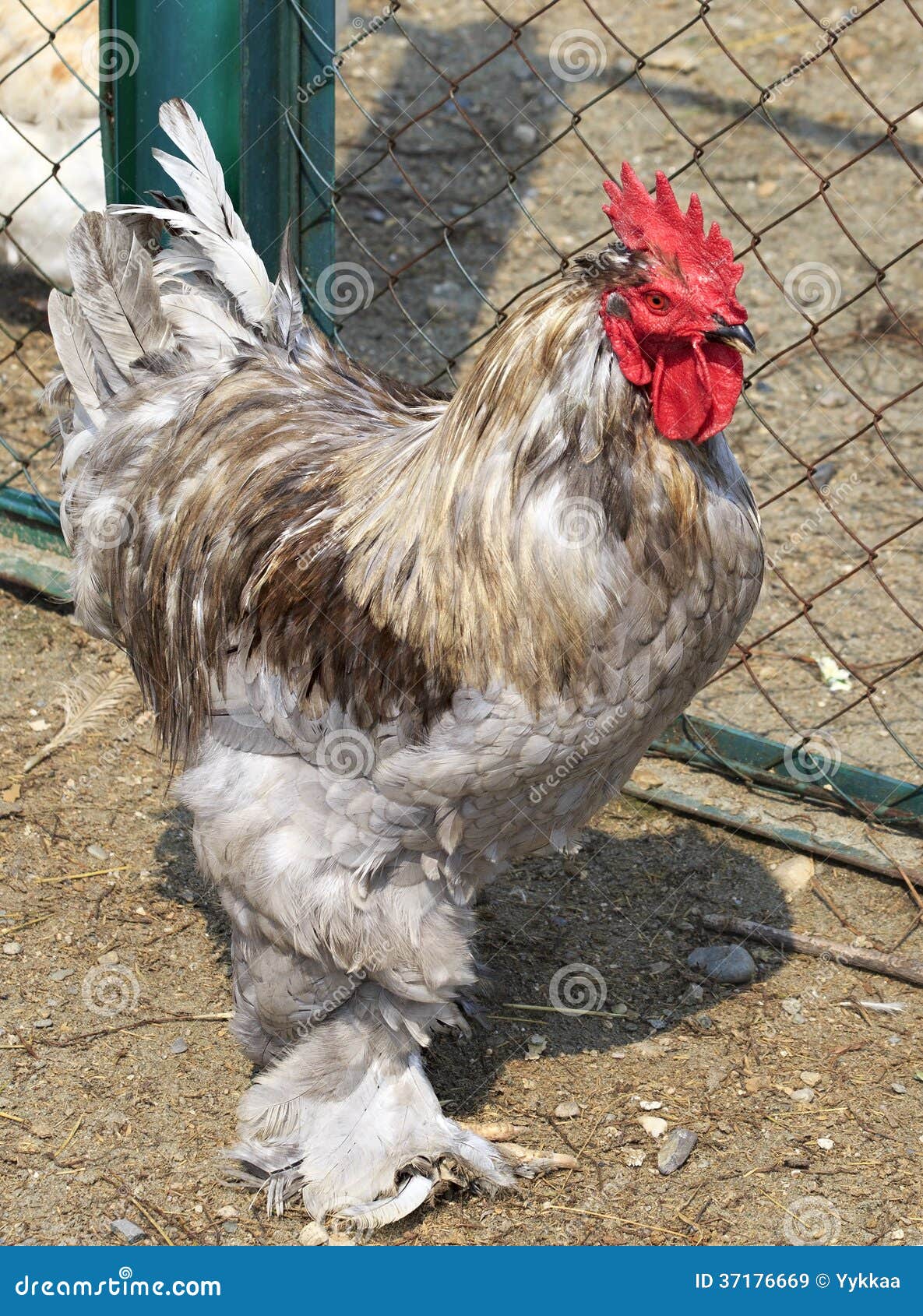 Cochin (Huhn) stockbild. Bild von vogel, tier, altai - 37176669