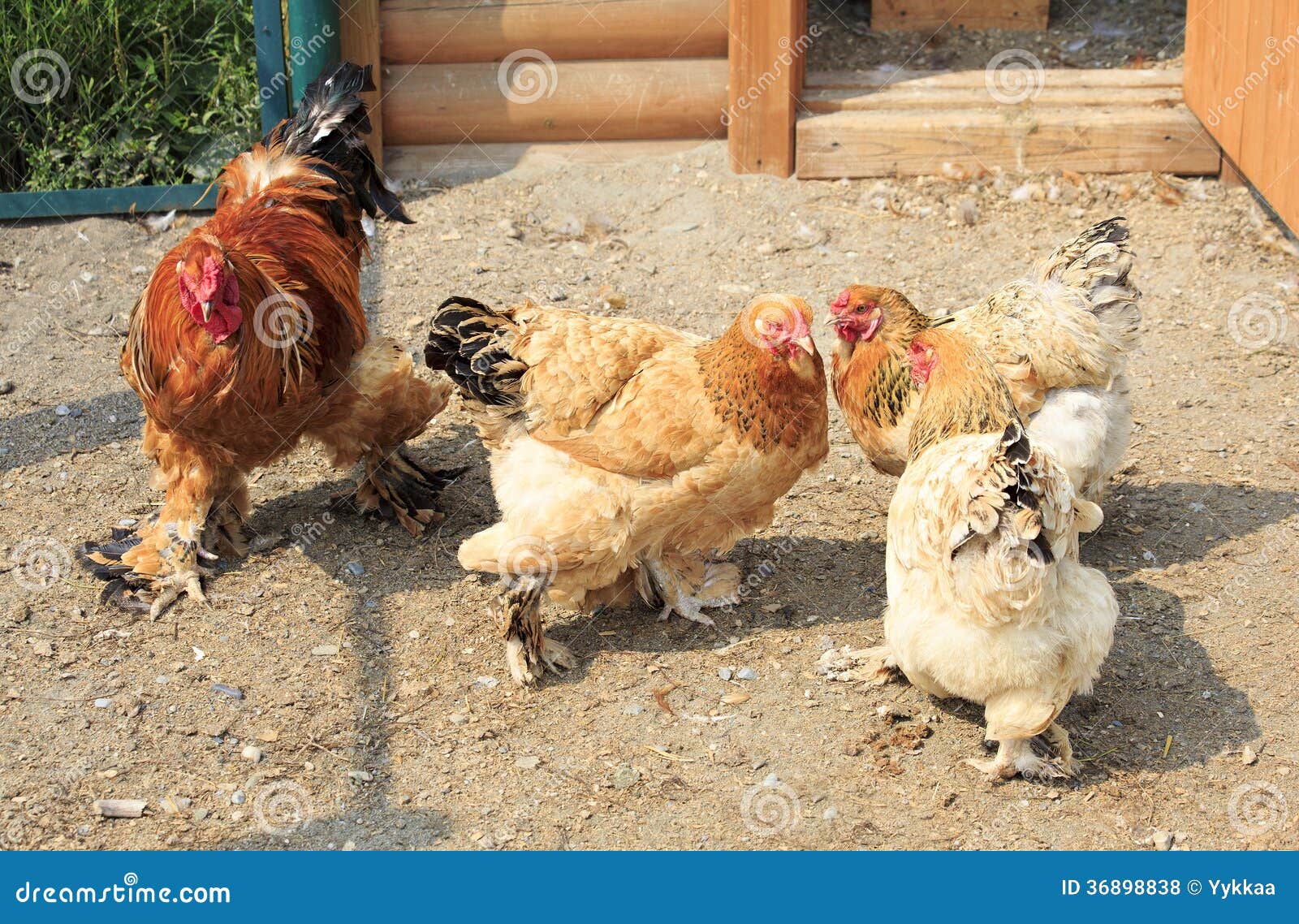 Cochin (kip). stock foto. Image of rasecht, kooi, haan - 36898838