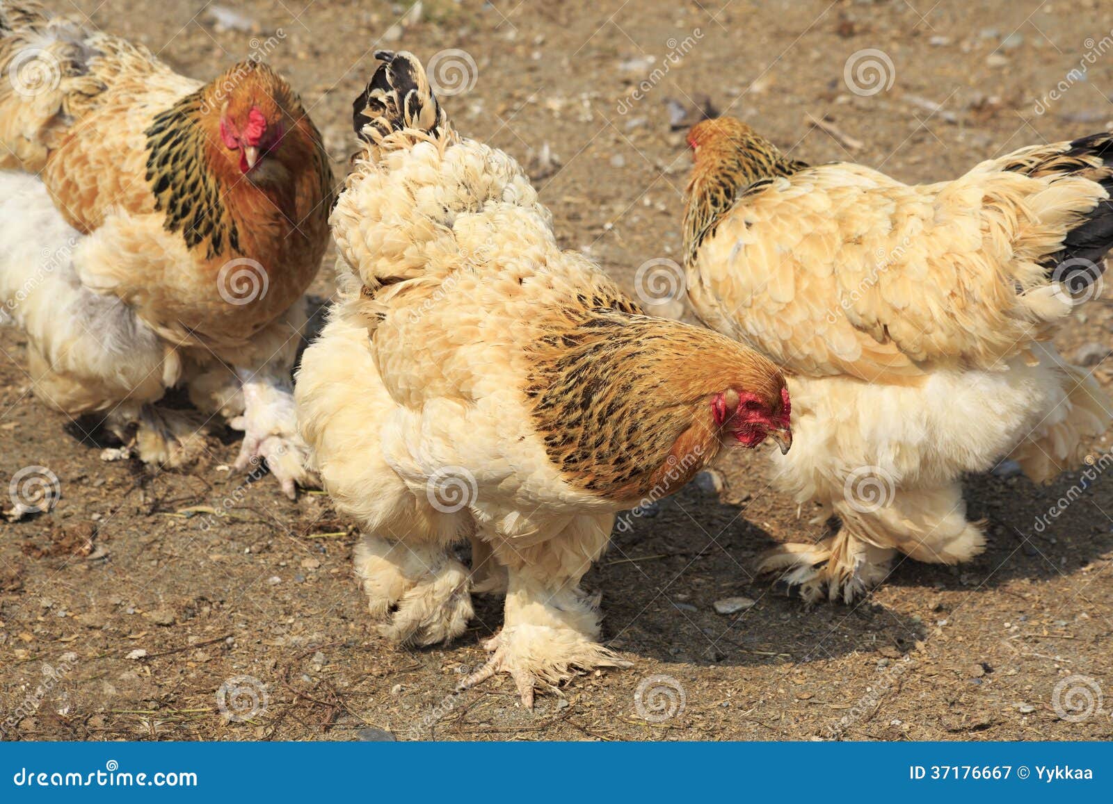Cochin (kip). stock afbeelding. Image of cochin, nave - 37176667