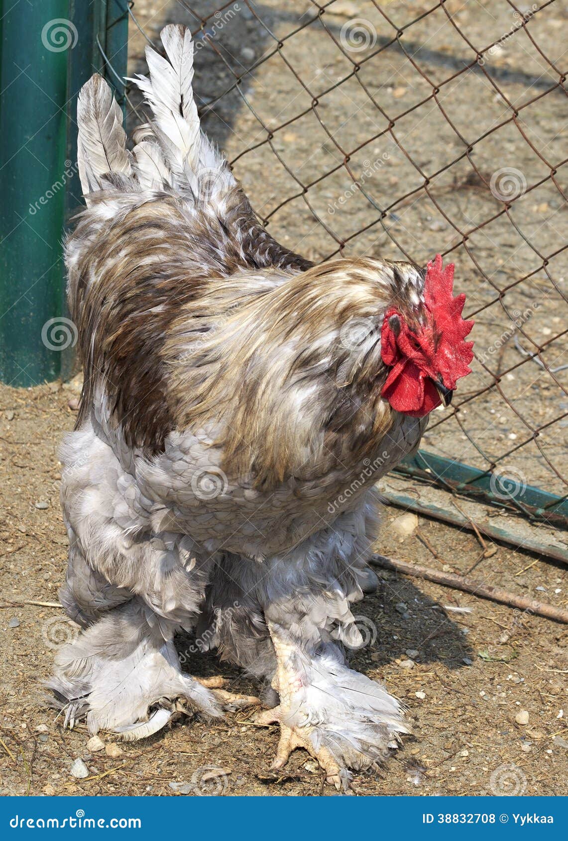 Cochin (kip) stock foto. Image of cochin, rasecht, bevederd - 38832708