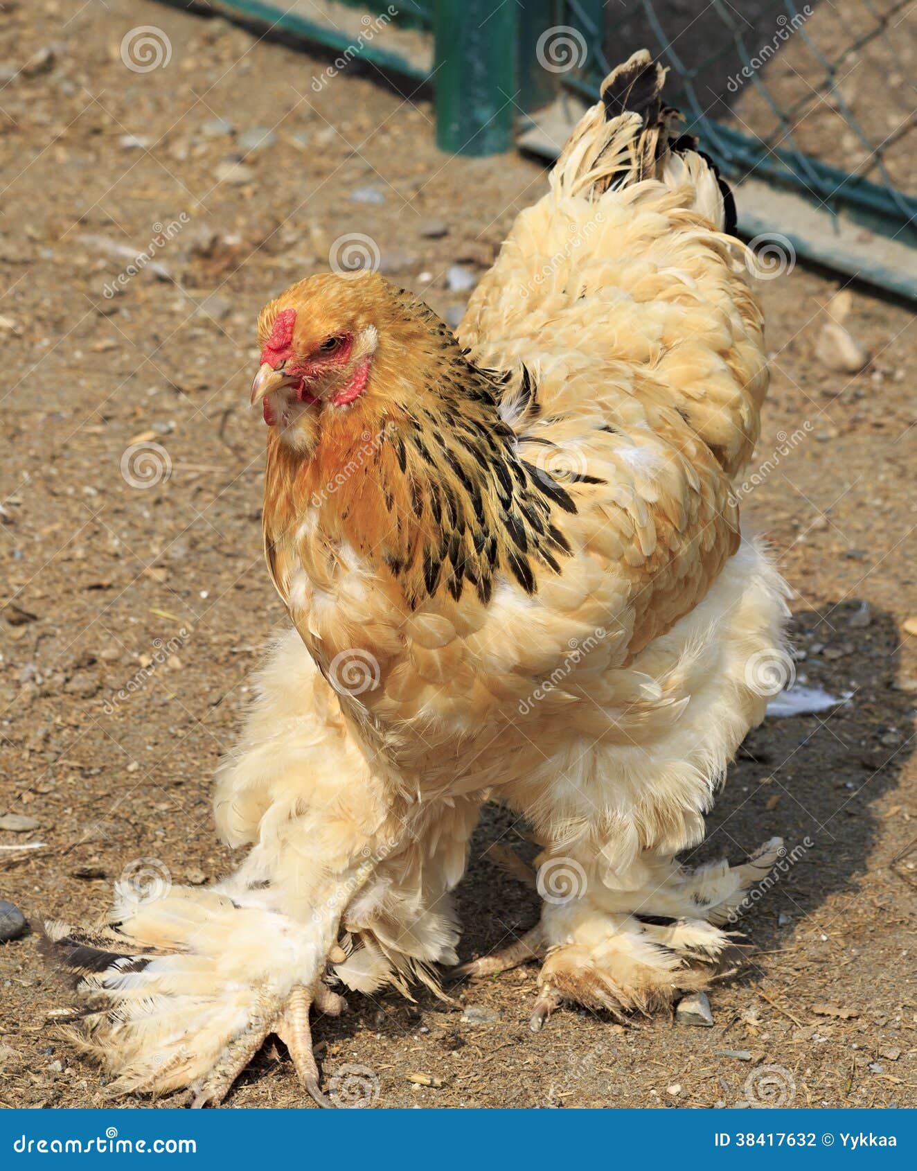 Cochin (pollo). foto de archivo. Imagen de cochin, animal - 38417632