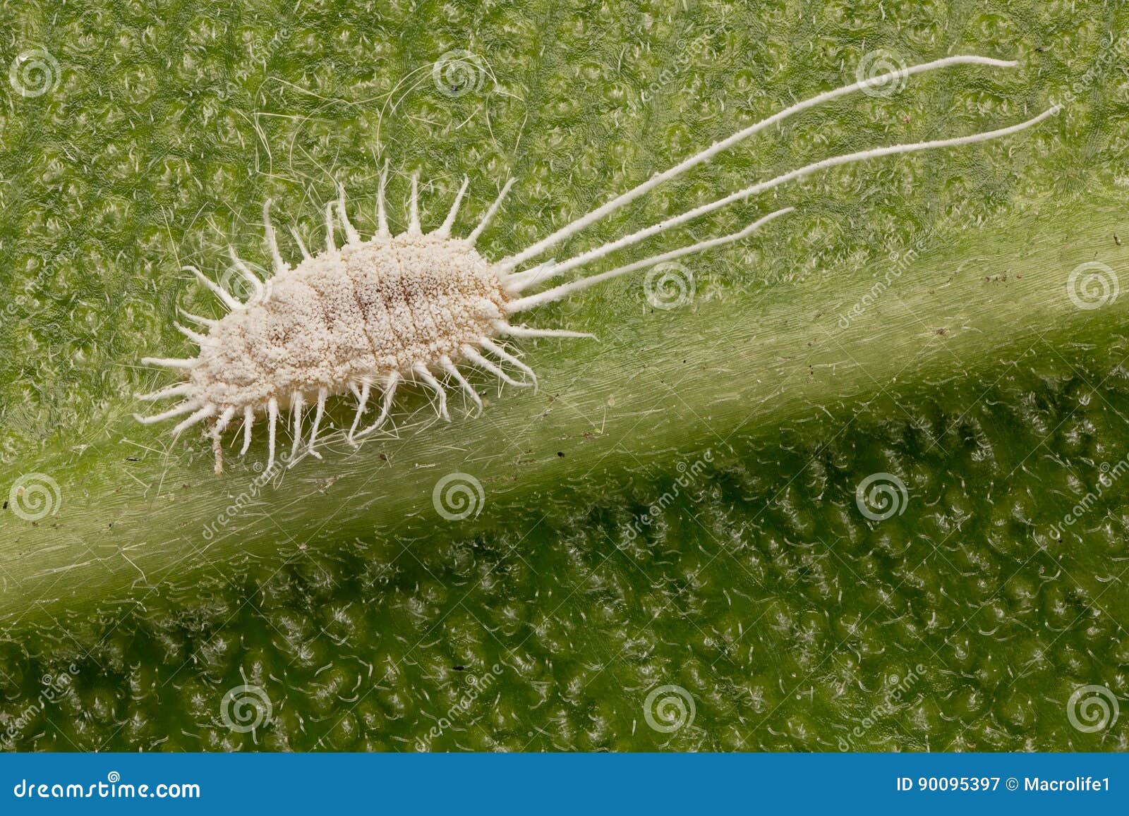 Cochineal on a leaf stock image. Image of fragility, microscope - 90095397