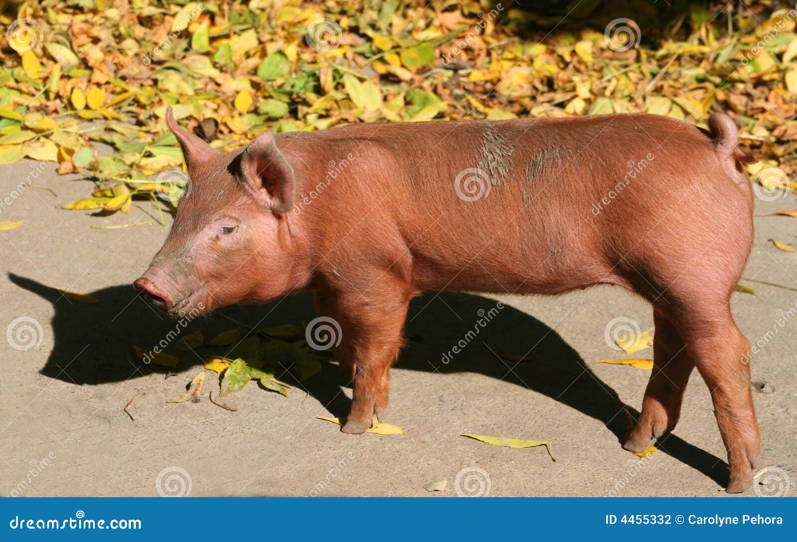 Cochinillo foto de archivo. Imagen de cerdo, infante, animales - 4455332