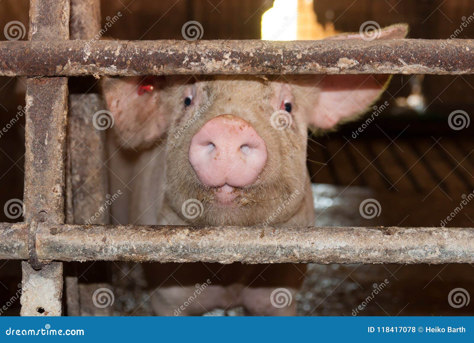 Cochinillo en una pocilga foto de archivo. Imagen de cerca - 118417078