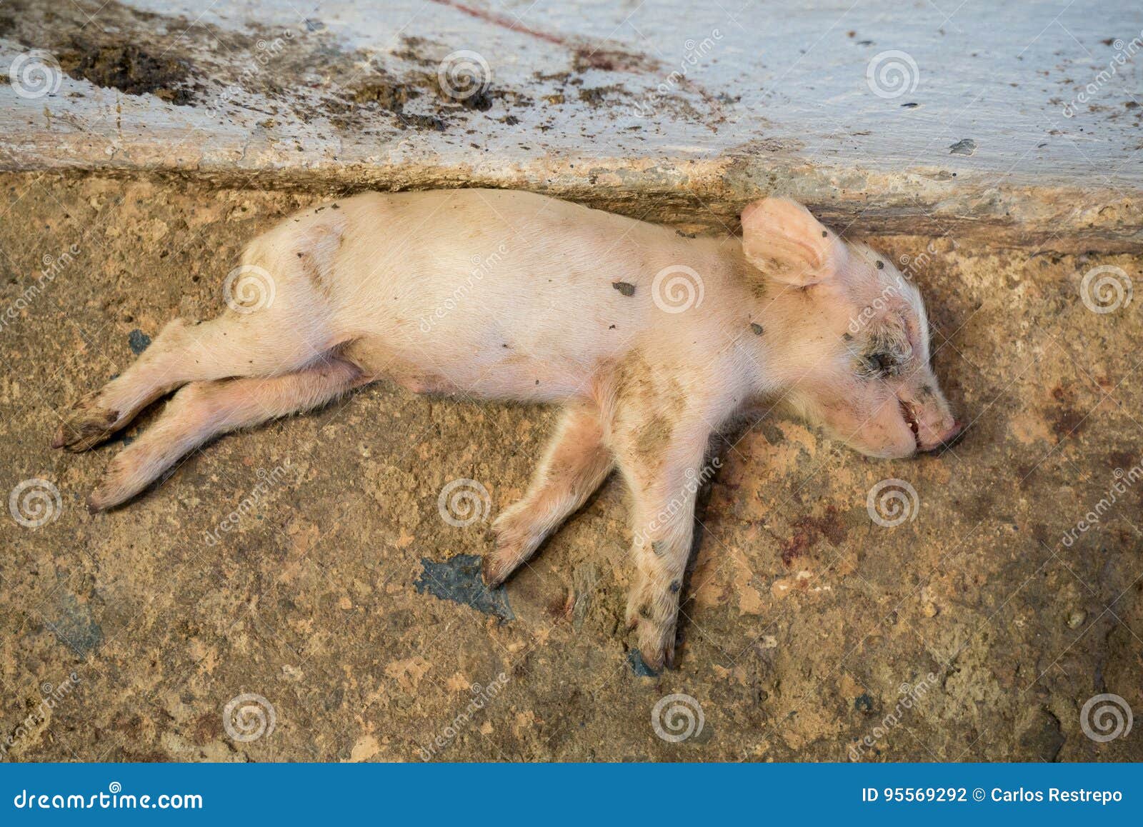 Cochinillo muerto foto de archivo. Imagen de granja, animal - 95569292