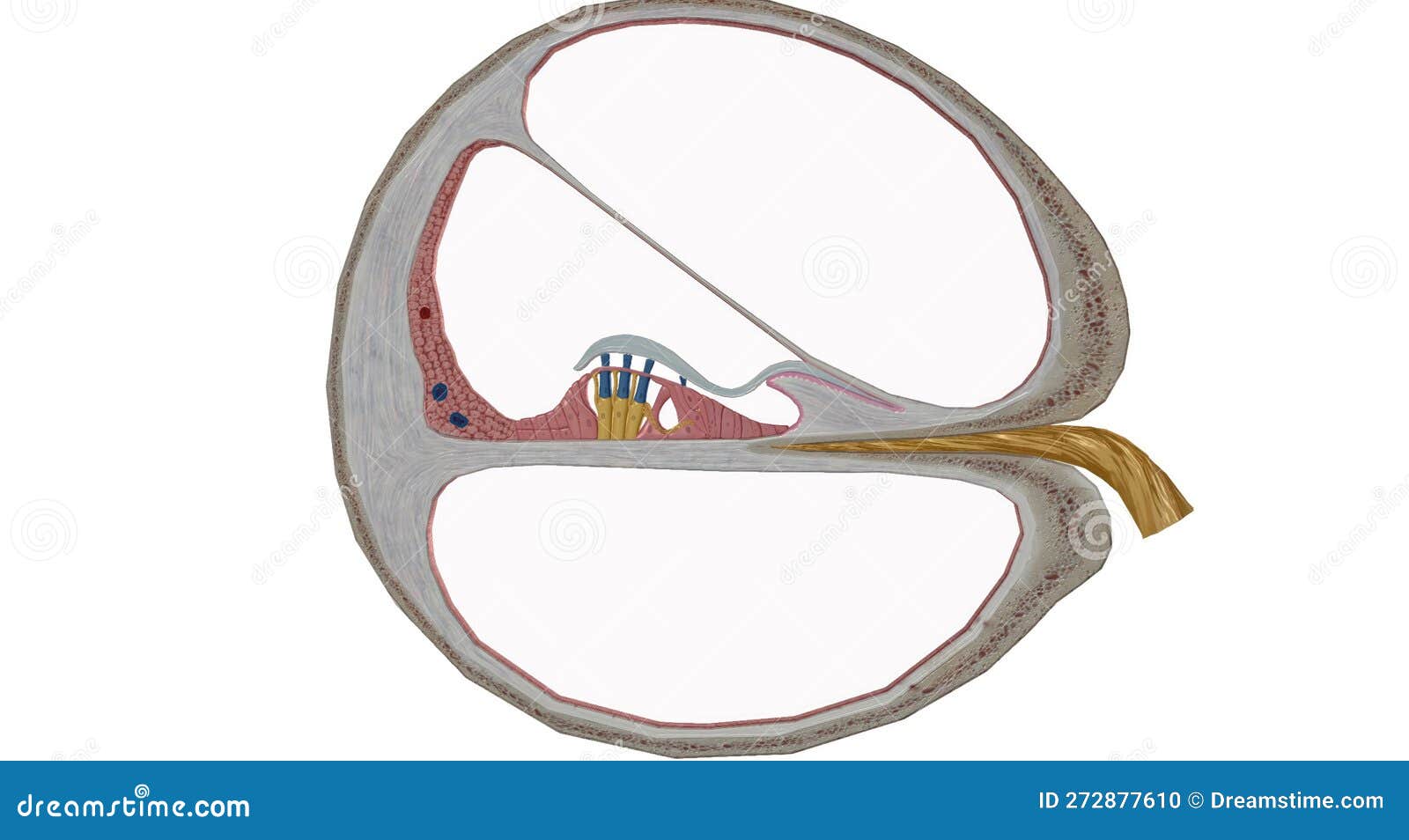 The Cochlea is the P of the Inner Ear Involved in Hearing Stock ...