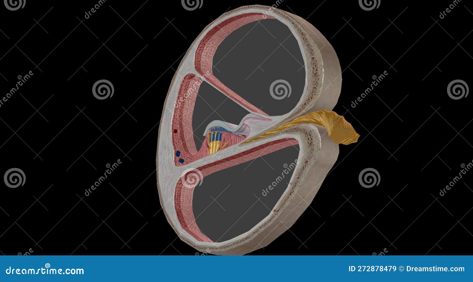The Cochlea is the P of the Inner Ear Involved in Hearing Stock ...