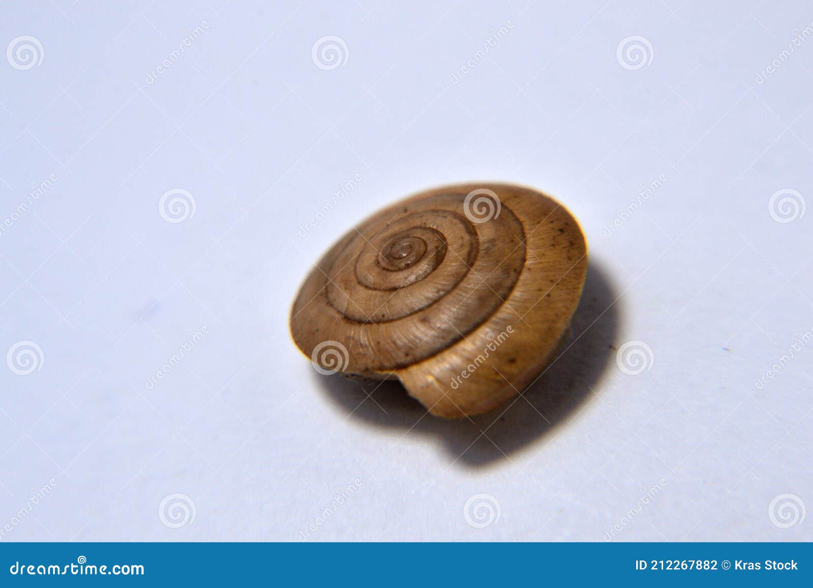 Cochlea Snail Isolated With With Background Royalty-Free Stock Image ...