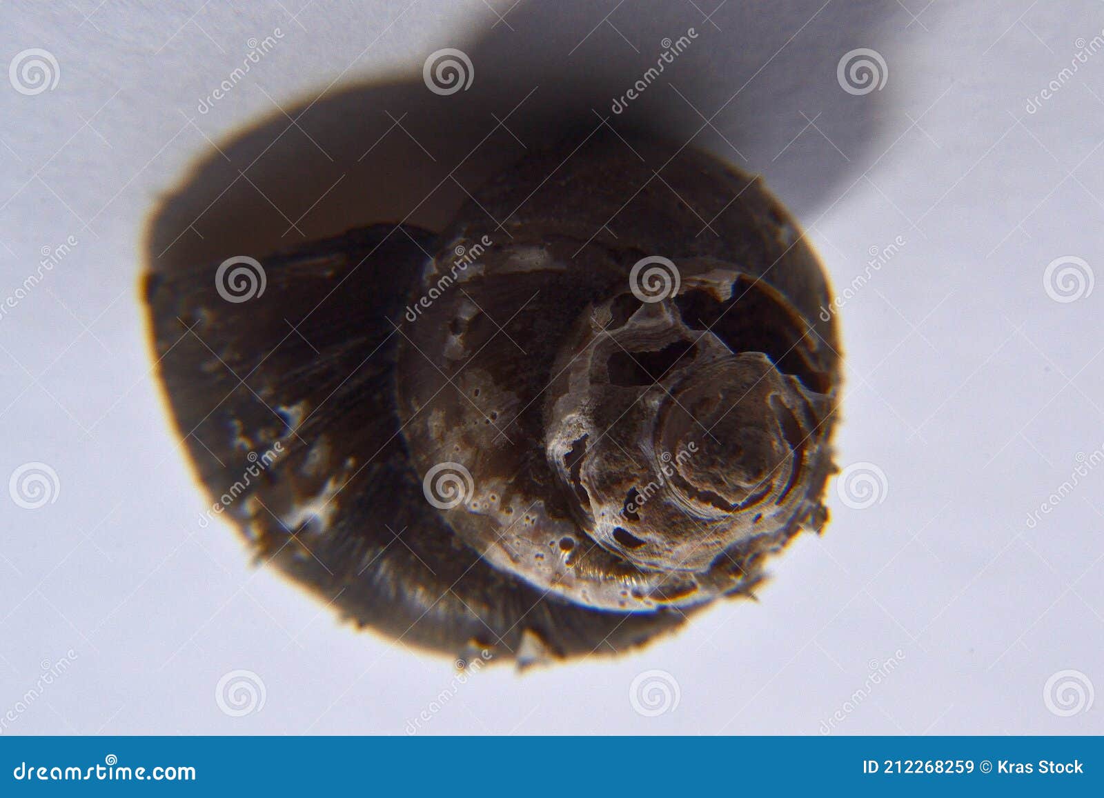 Cochlea Snail Isolated With With Background Royalty-Free Stock Image ...