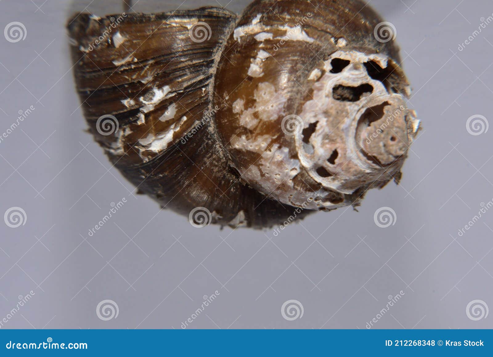 Cochlea Snail Isolated with with Background Stock Photo - Image of ...