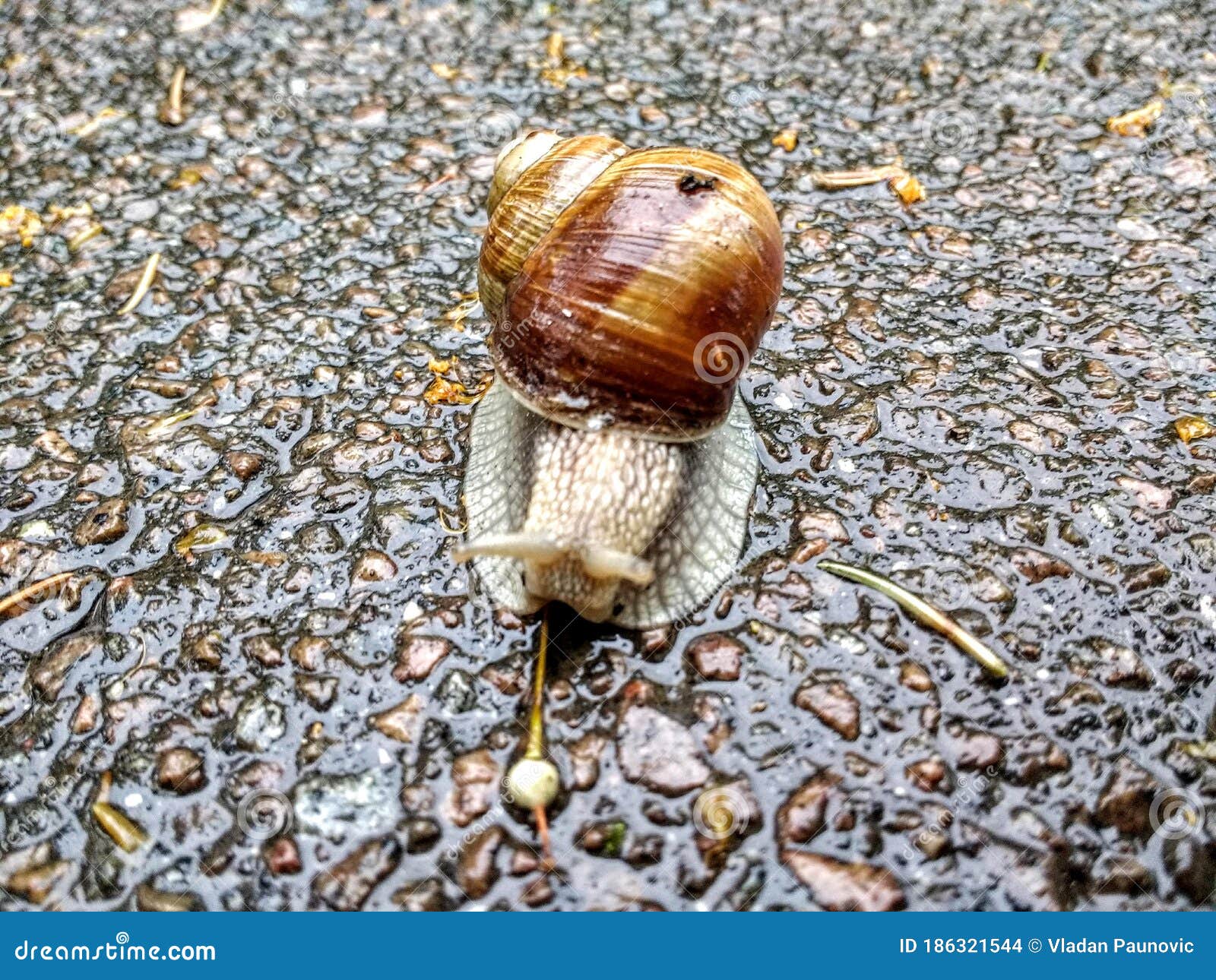 Cochlea Snail Isolated With With Background Royalty-Free Stock Image ...