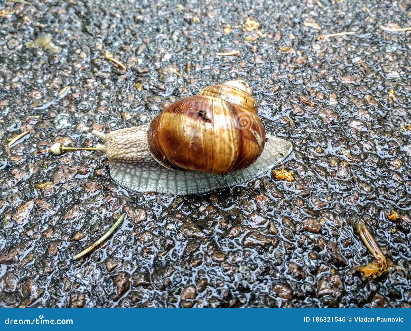 Cochlea Snail Isolated With With Background Royalty-Free Stock Image ...