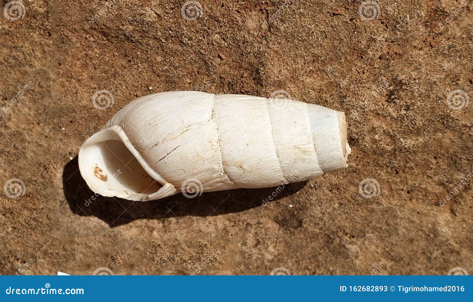 Cochlear snail stock image. Image of long, weather, conditions - 162682893