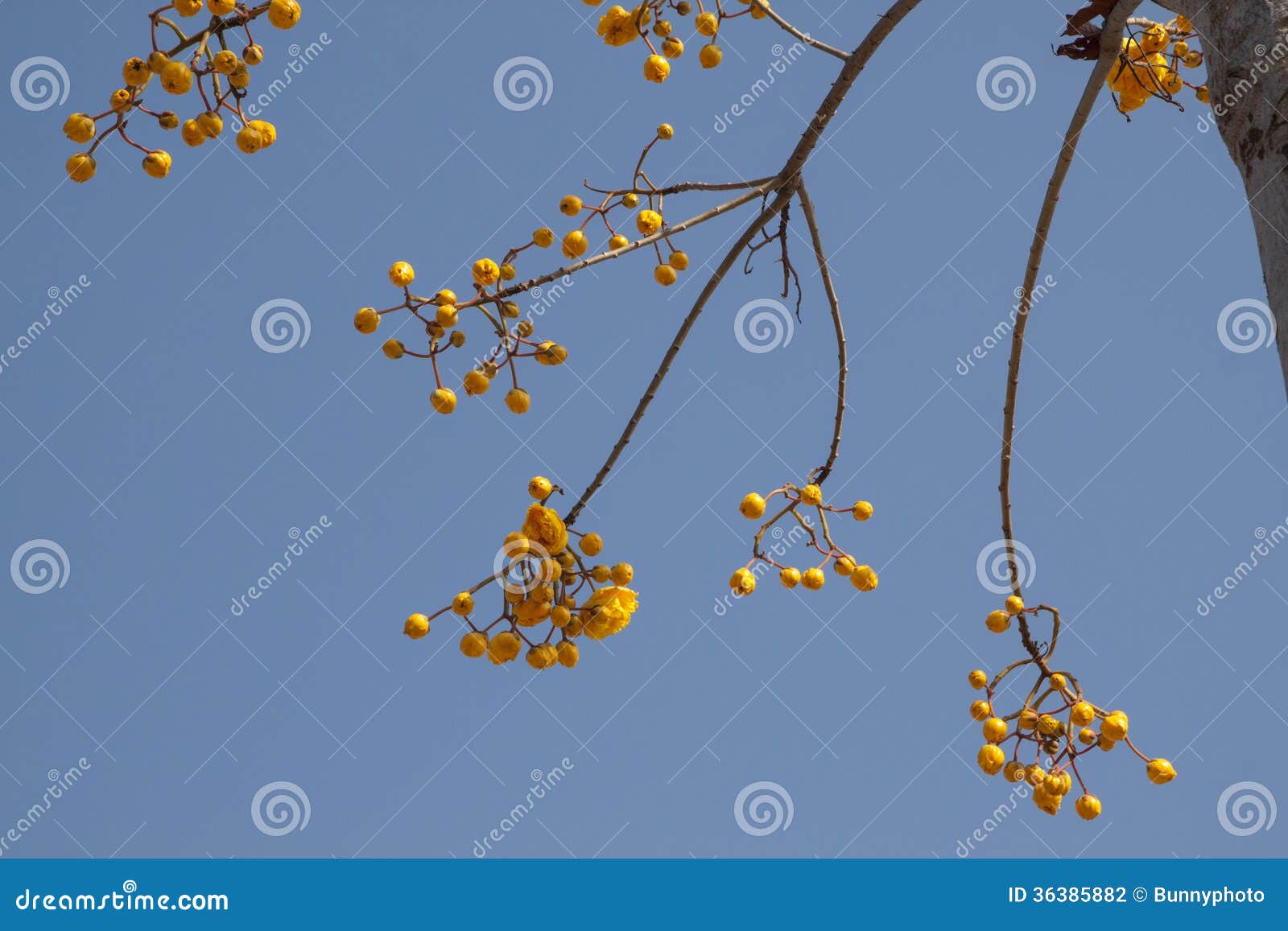 Cochlospermum regium stock photo. Image of spring, bright - 36385882