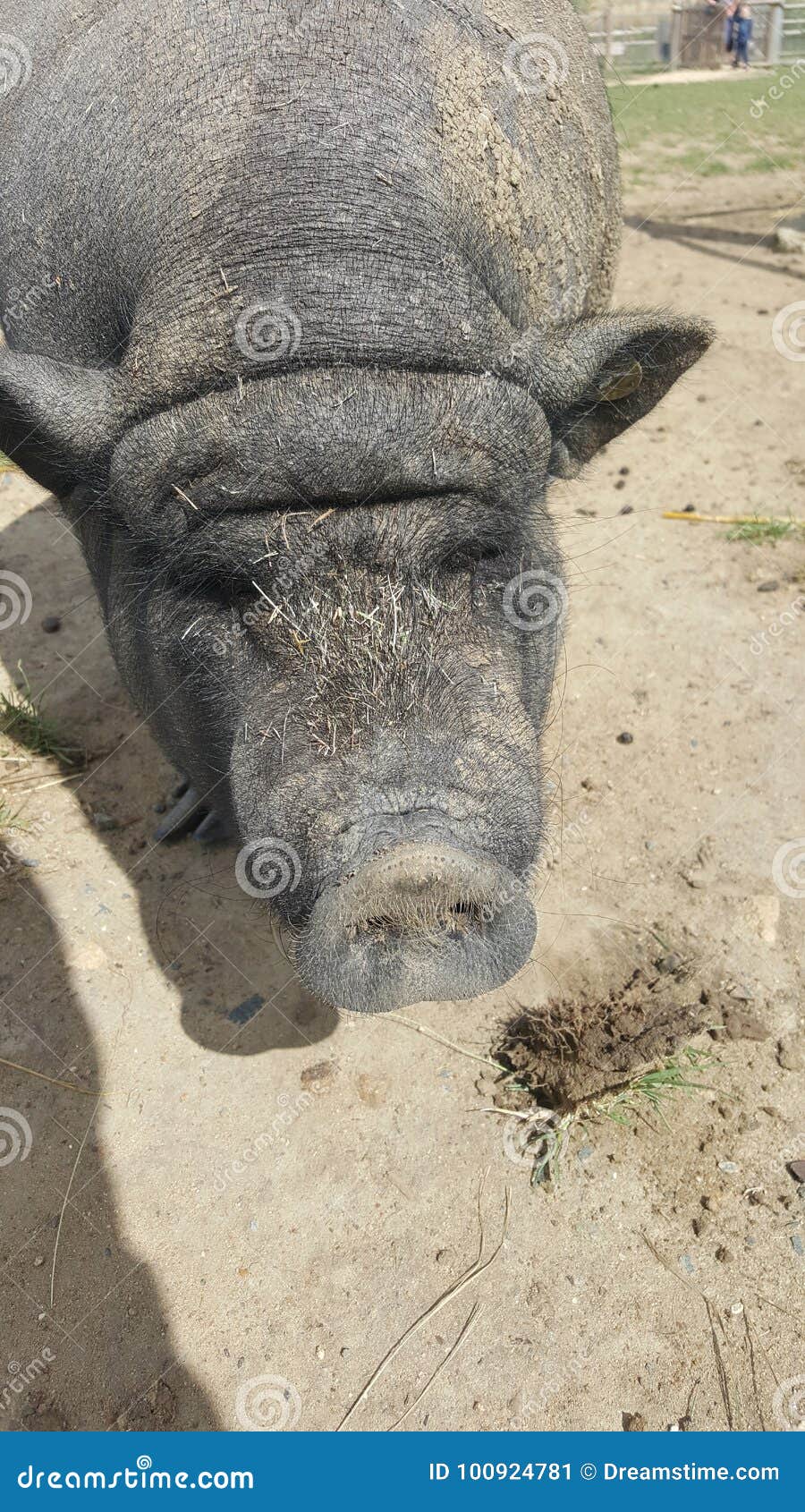 Animal Truffe Nature Stock Photos - Free & Royalty-Free Stock Photos ...