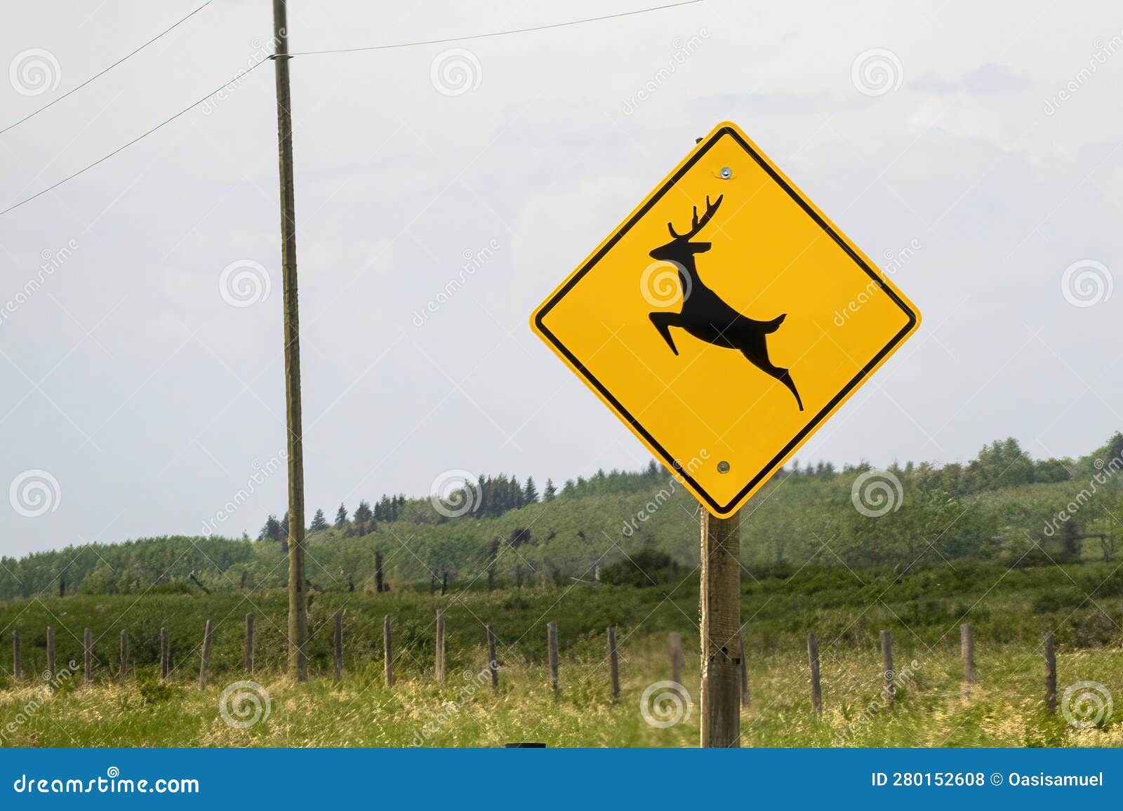 A Deer Crossing Sign editorial stock photo. Image of traffic - 280152608
