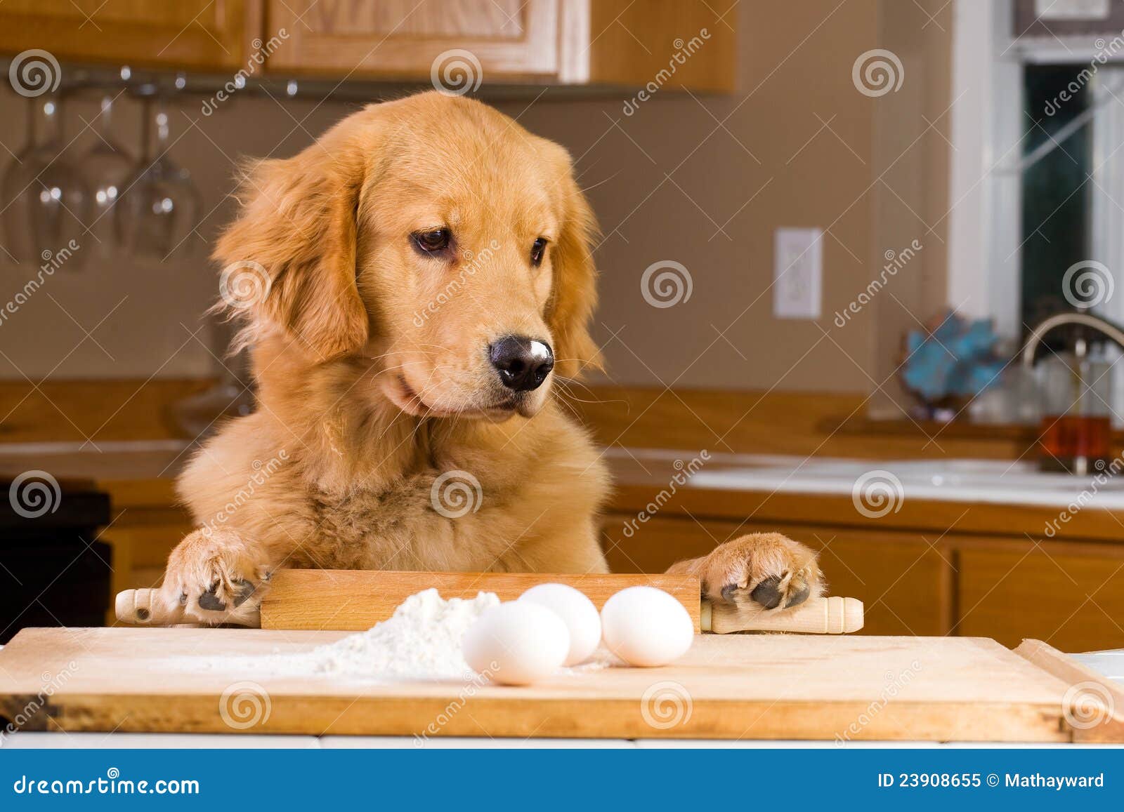 Cocinar el perro imagen de archivo. Imagen de receta - 23908655