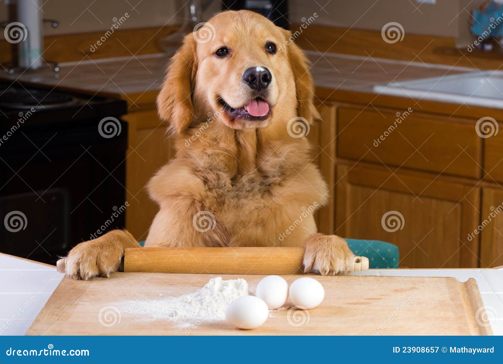 Cocinar el perro imagen de archivo. Imagen de rodillo - 23908657