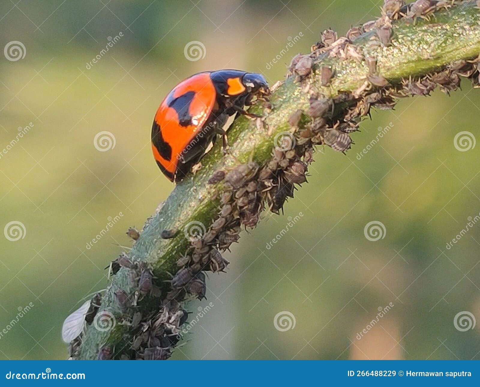 Cocinelidae Predators Prey on Aphids on Long Bean Plants Stock Image ...