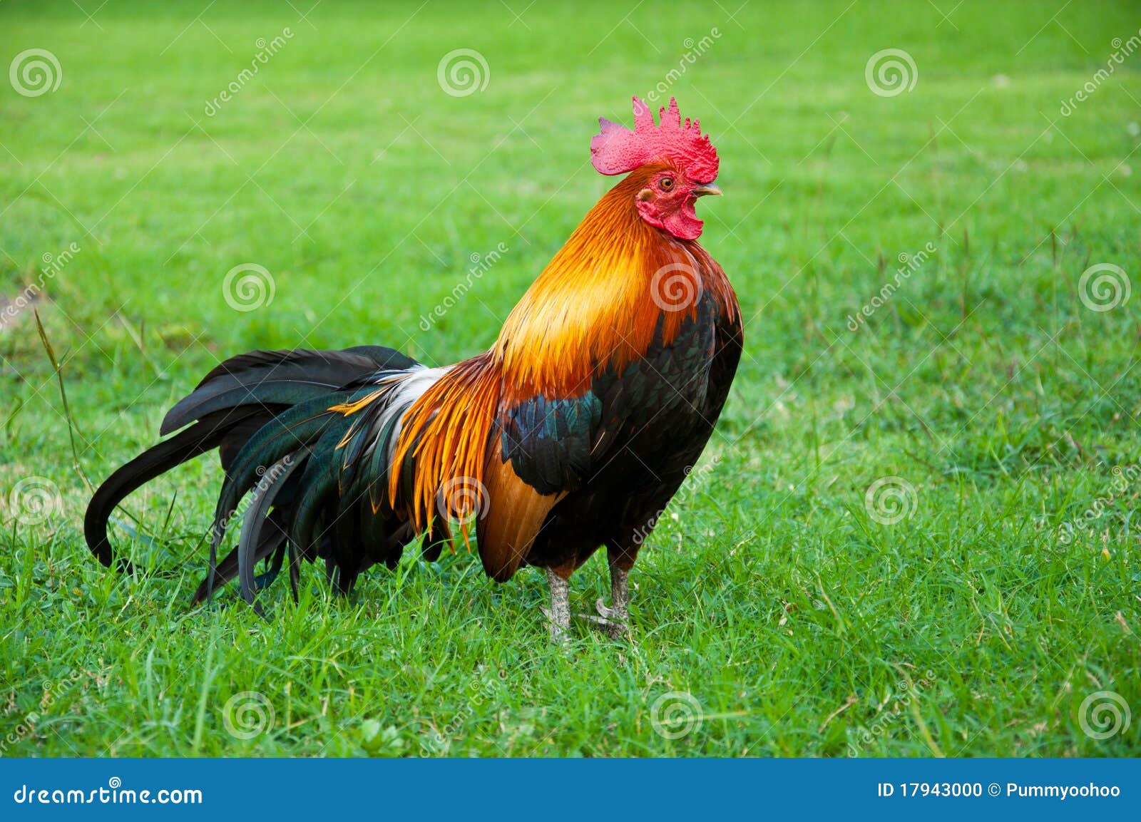 A stock photo. Image of pecking, nature, organic, cockerel - 17943000
