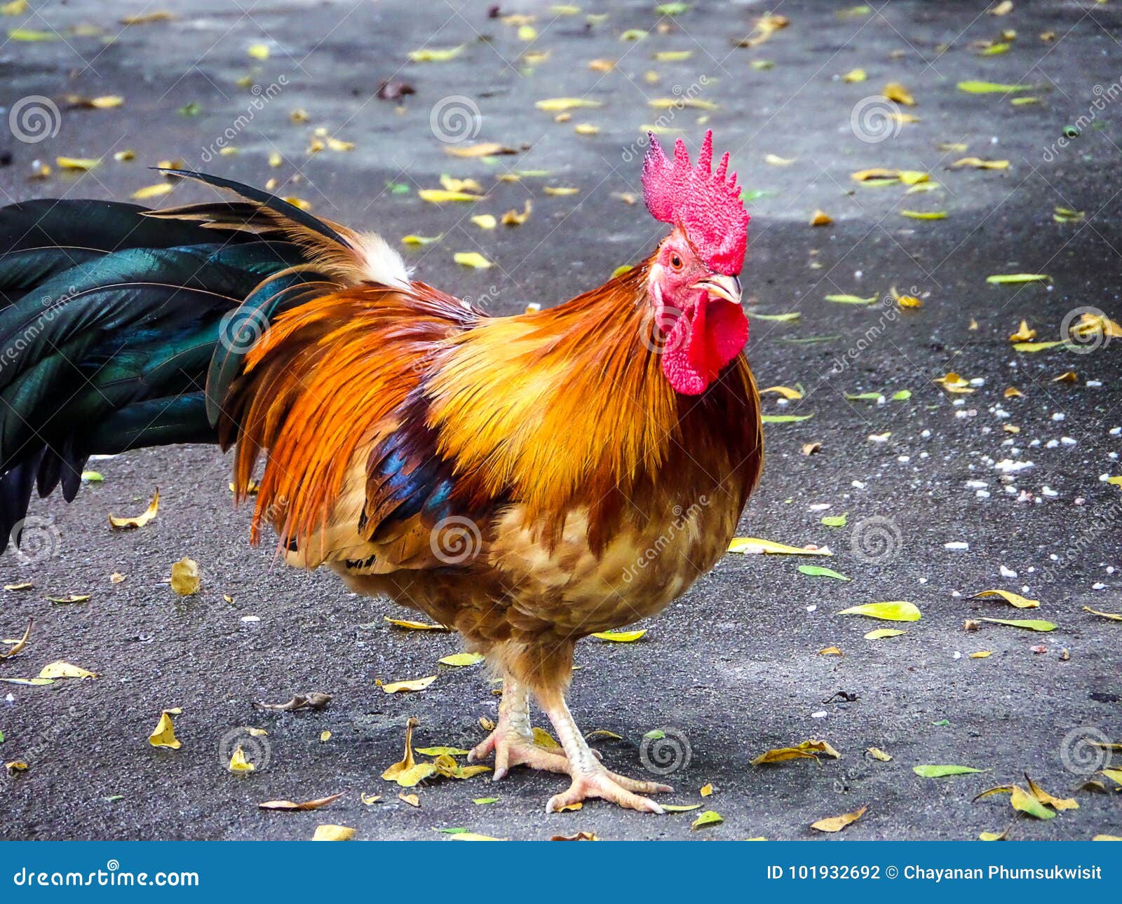 Crow Thai Chicken Walk in Nature Farm Stock Photo - Image of bird, food ...