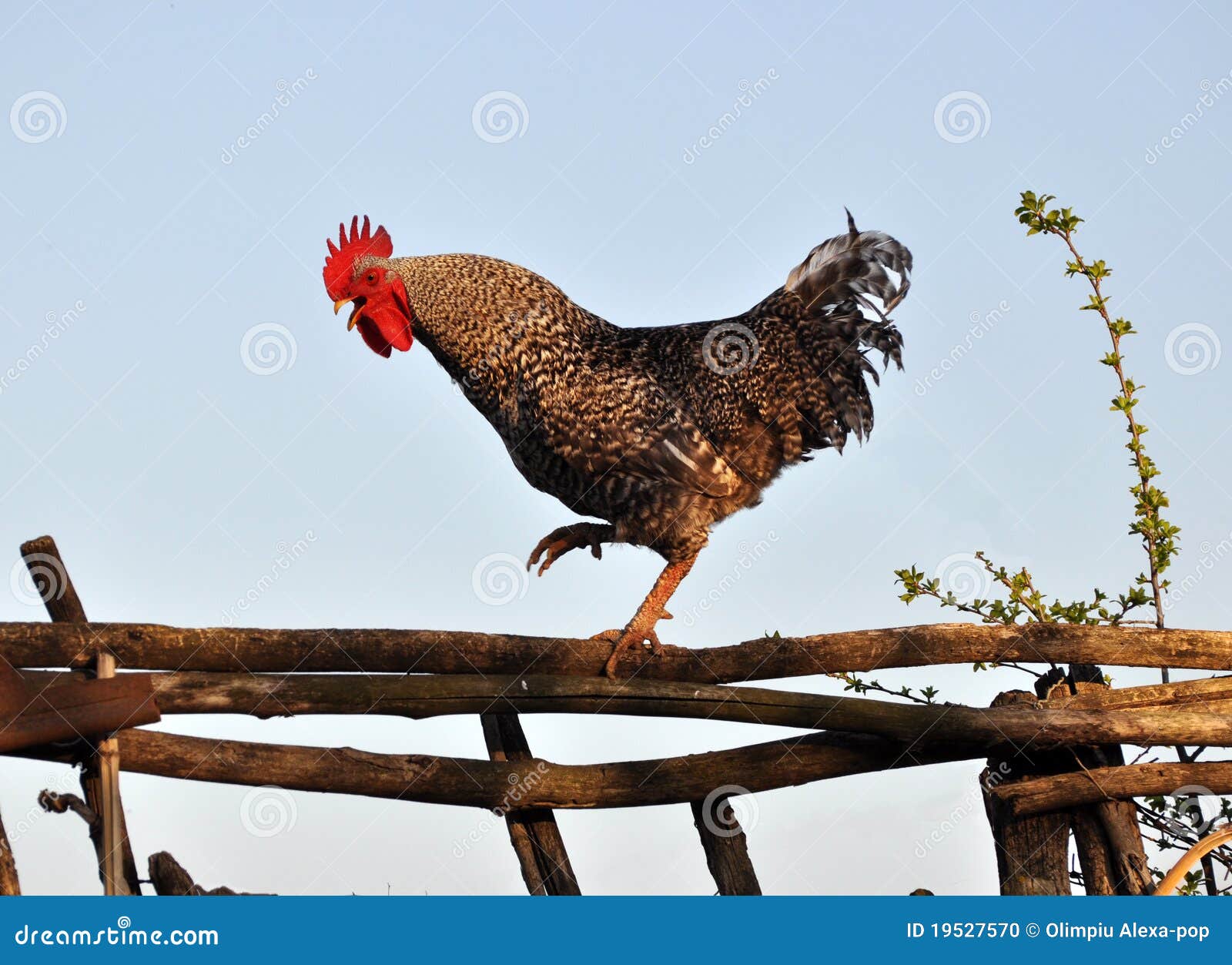 Crowing stock photo. Image of cockerel, male, chicken - 19527570