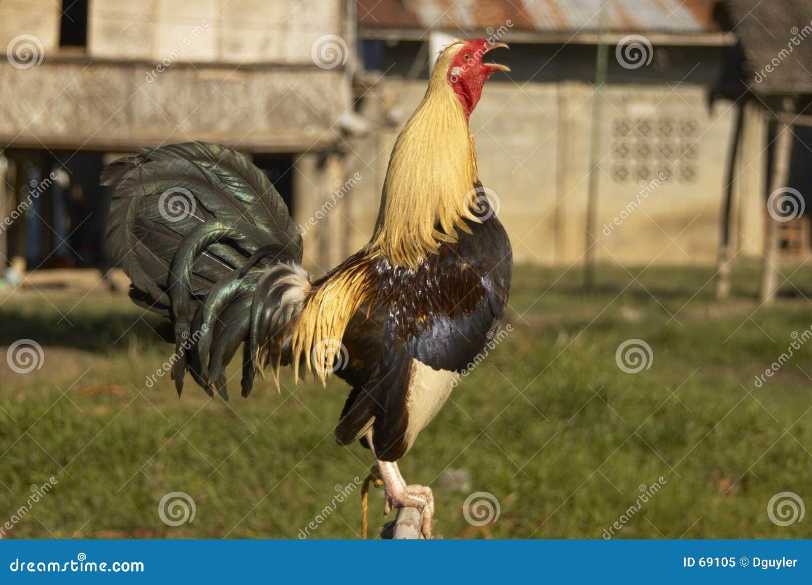Crowing stock image. Image of boast, cockerel, swagger, crow - 69105
