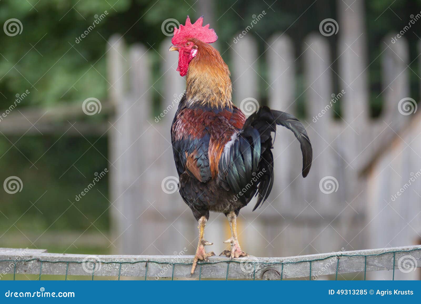 Displays stock image. Image of fauna, fence, wire, galliformes - 49313285
