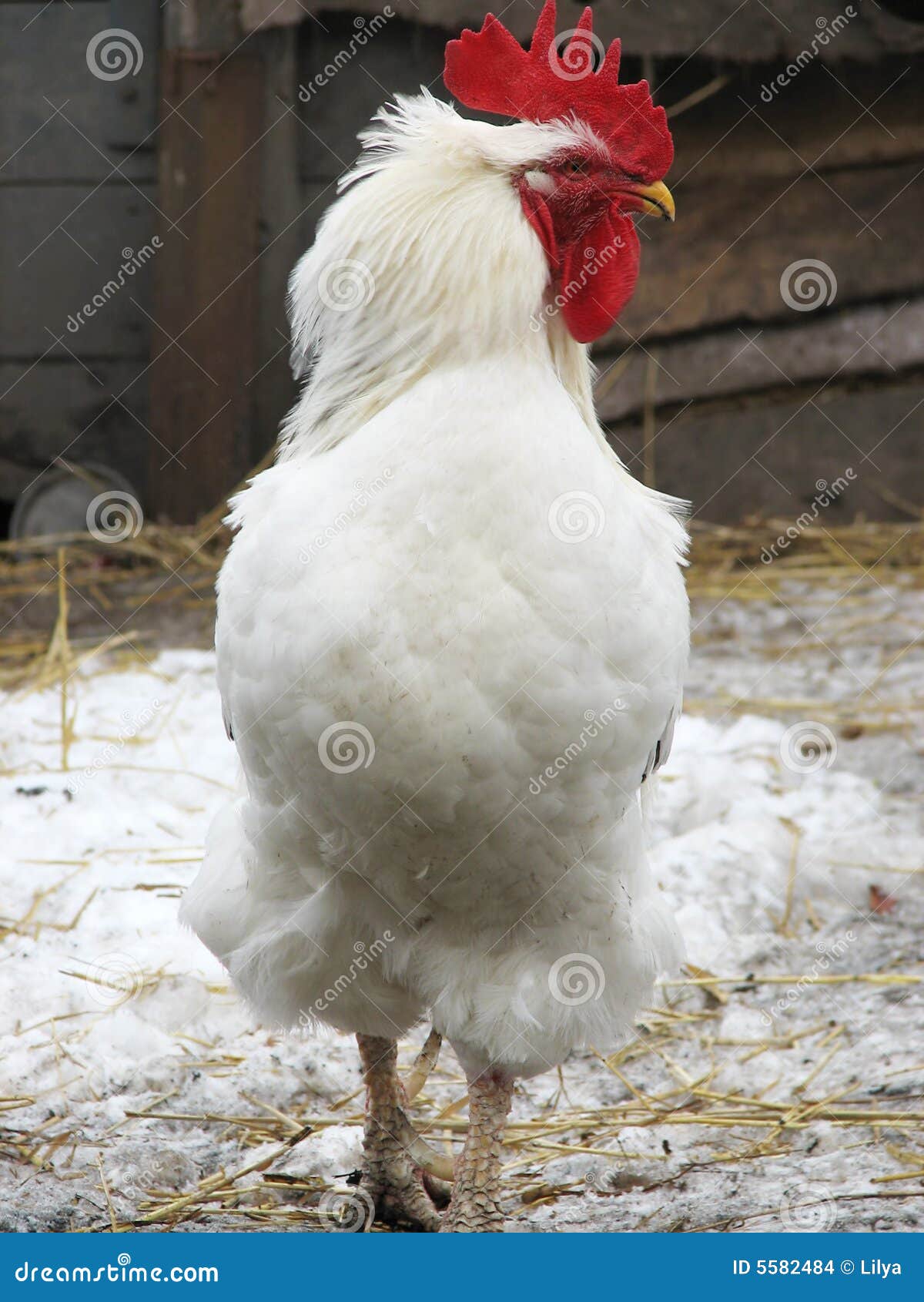 Portrait Of A Rooster Under The Snow. The Concept Of Cold, Climate ...