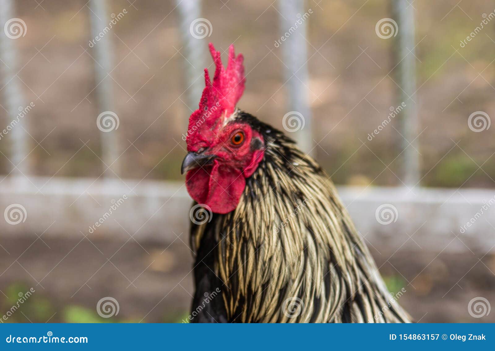 Head stock image. Image of cockerel, animal, male, beautiful - 154863157