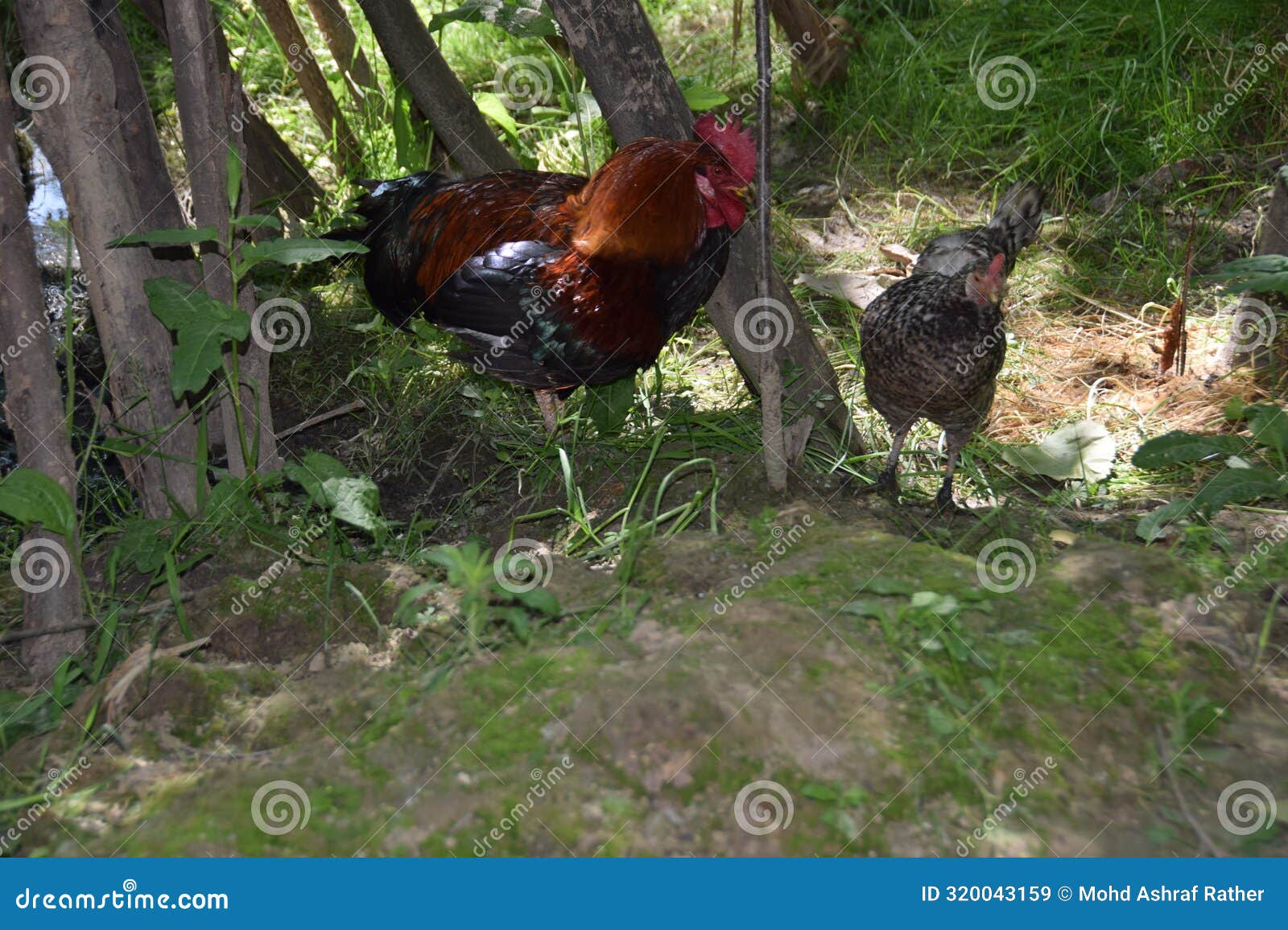 And hen in forest stock image. Image of poultry, beak - 320043159
