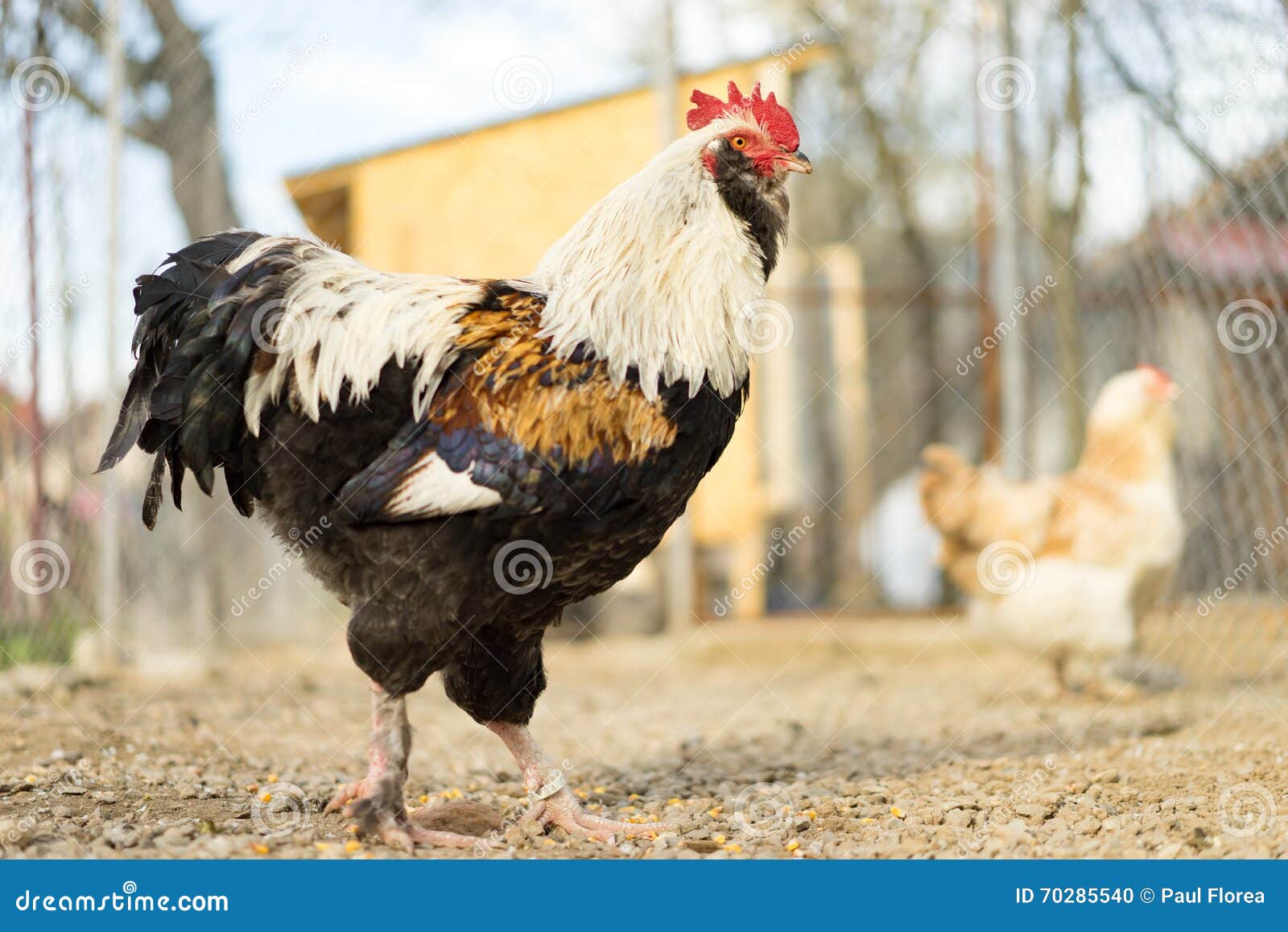 And hen reproduction stock photo. Image of view, scene - 70285540