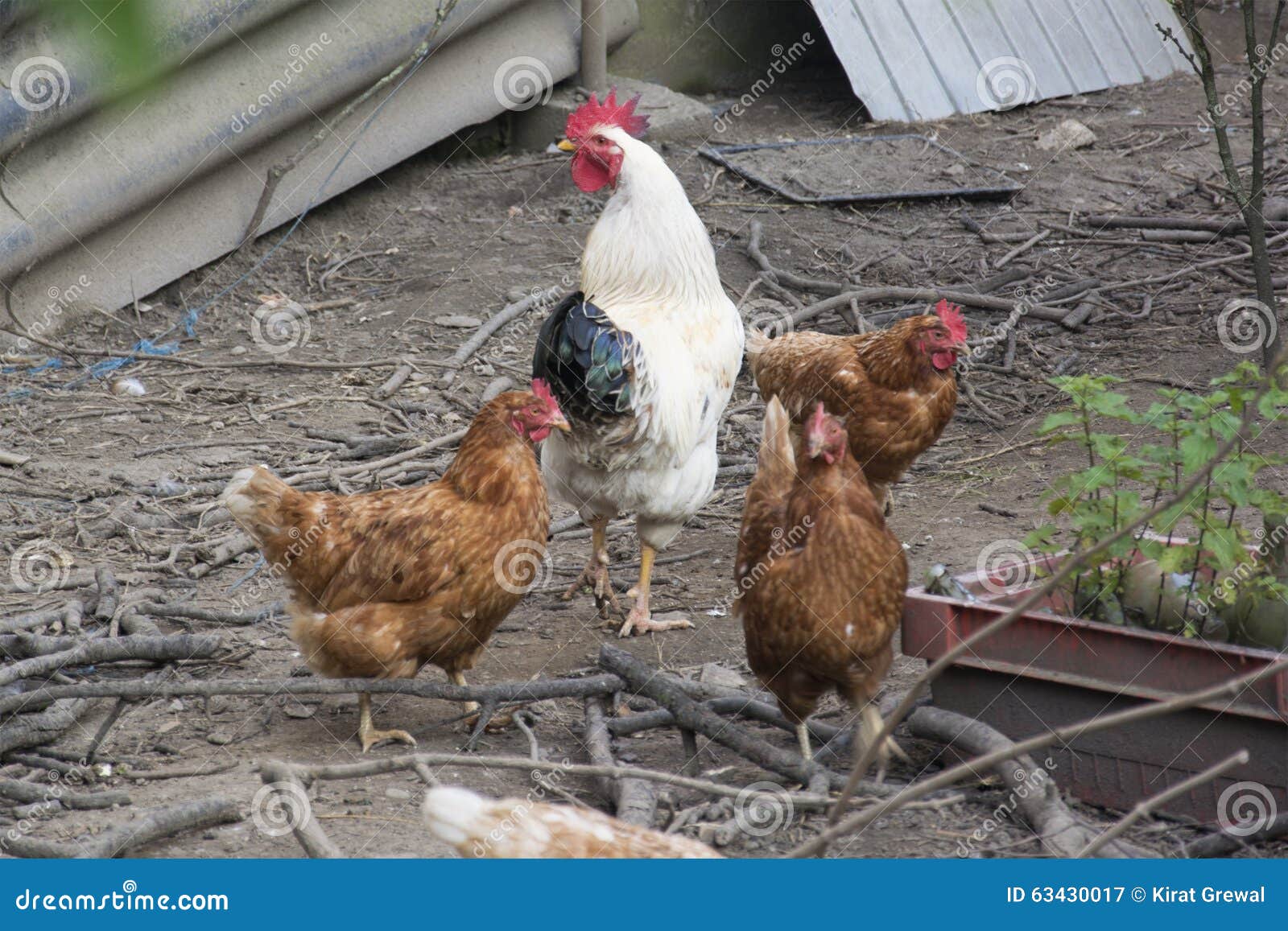 A and Hens in Germany stock image. Image of face, birdlife - 63430017
