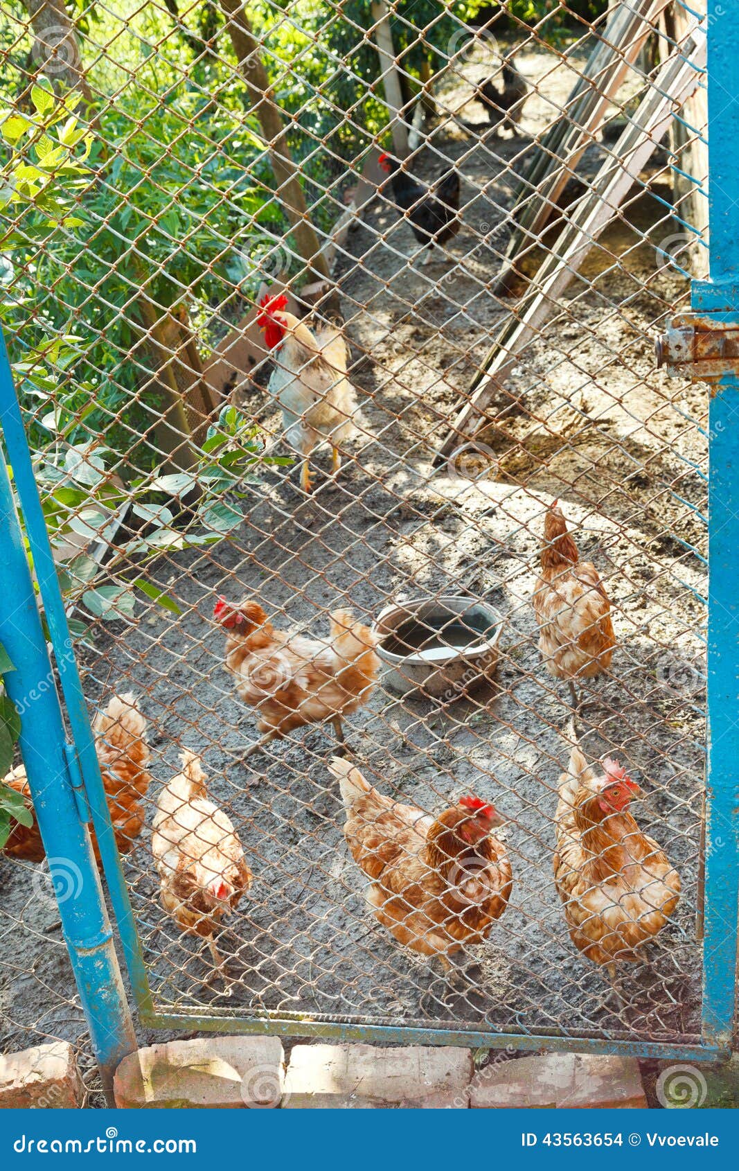 And hens on poultry yard stock photo. Image of view, farming - 43563654