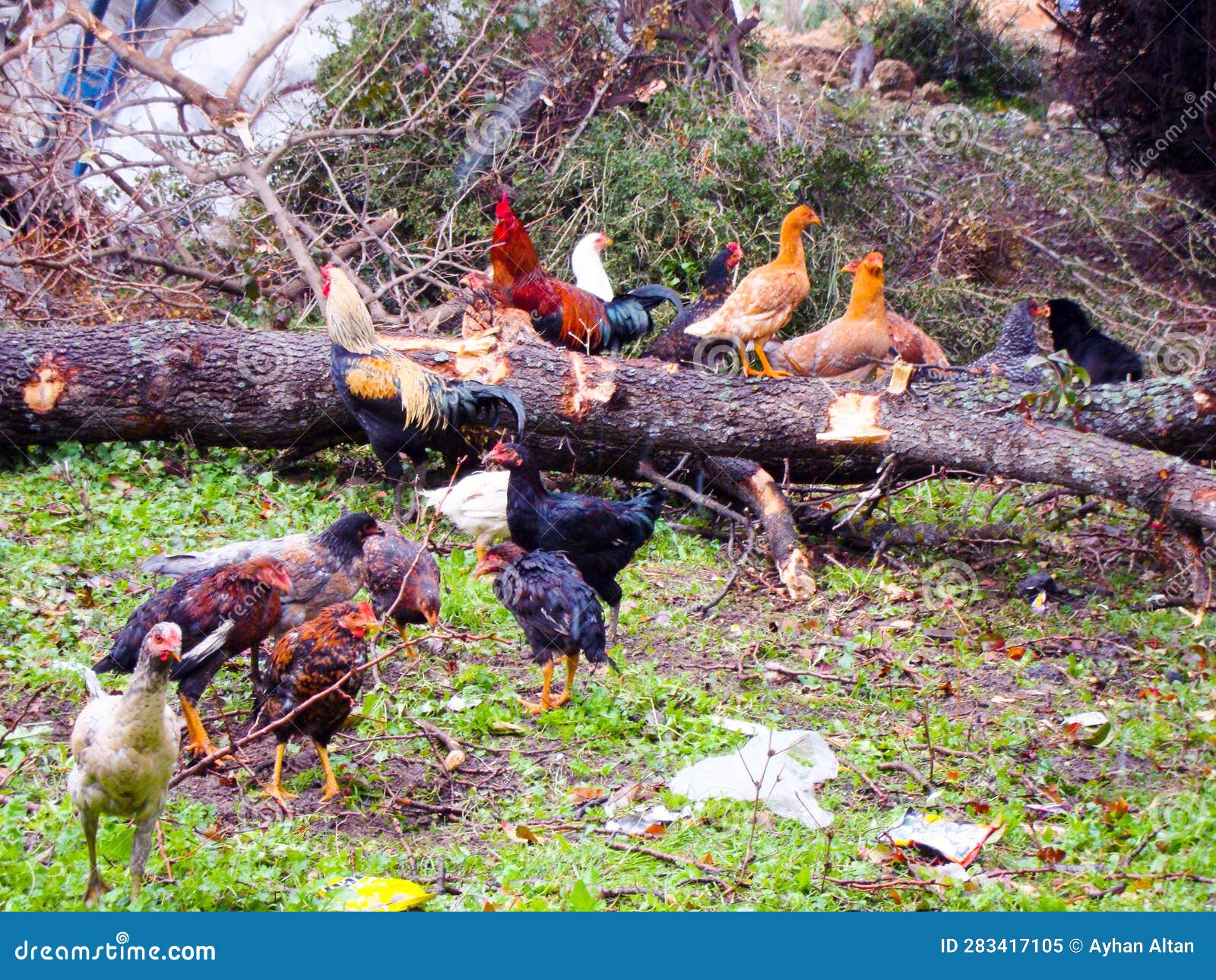 And Hens Resting on the Ground Trees Stock Image - Image of trees ...