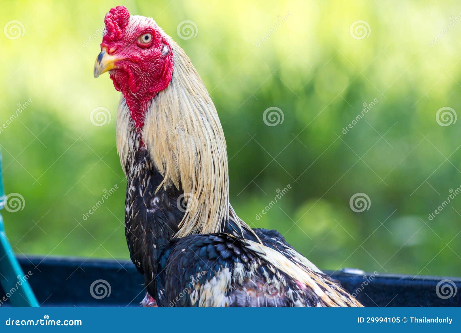 At thailand stock image. Image of chicken, bird, agriculture - 29994105