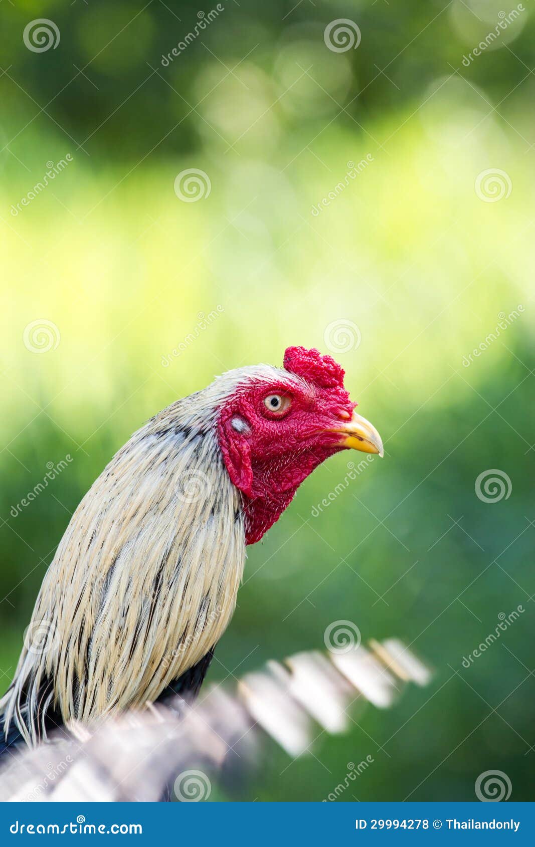 At thailand stock photo. Image of fight, gamble, action - 29994278