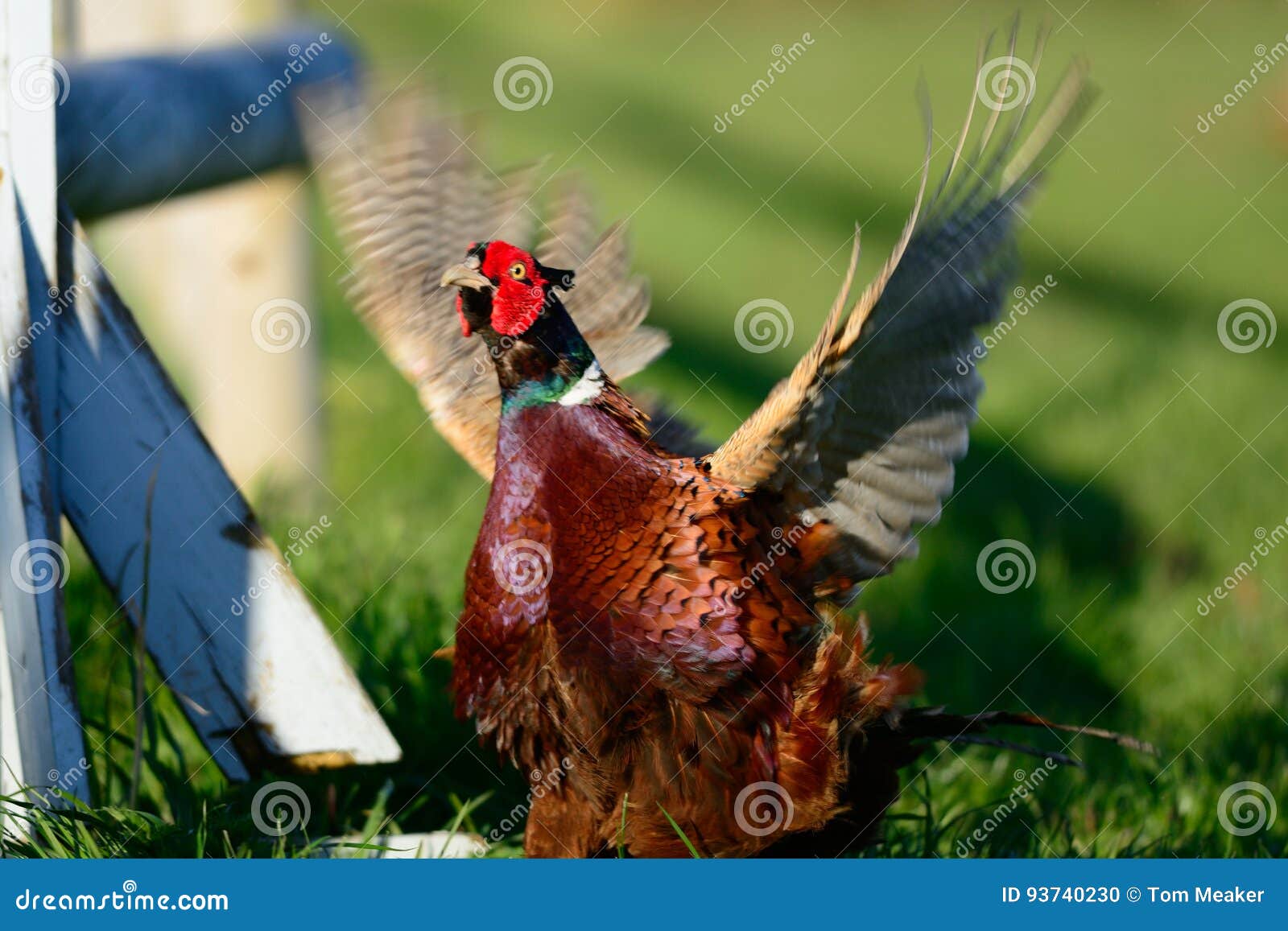 Pheasant crowing stock photo. Image of close, portrait - 93740230