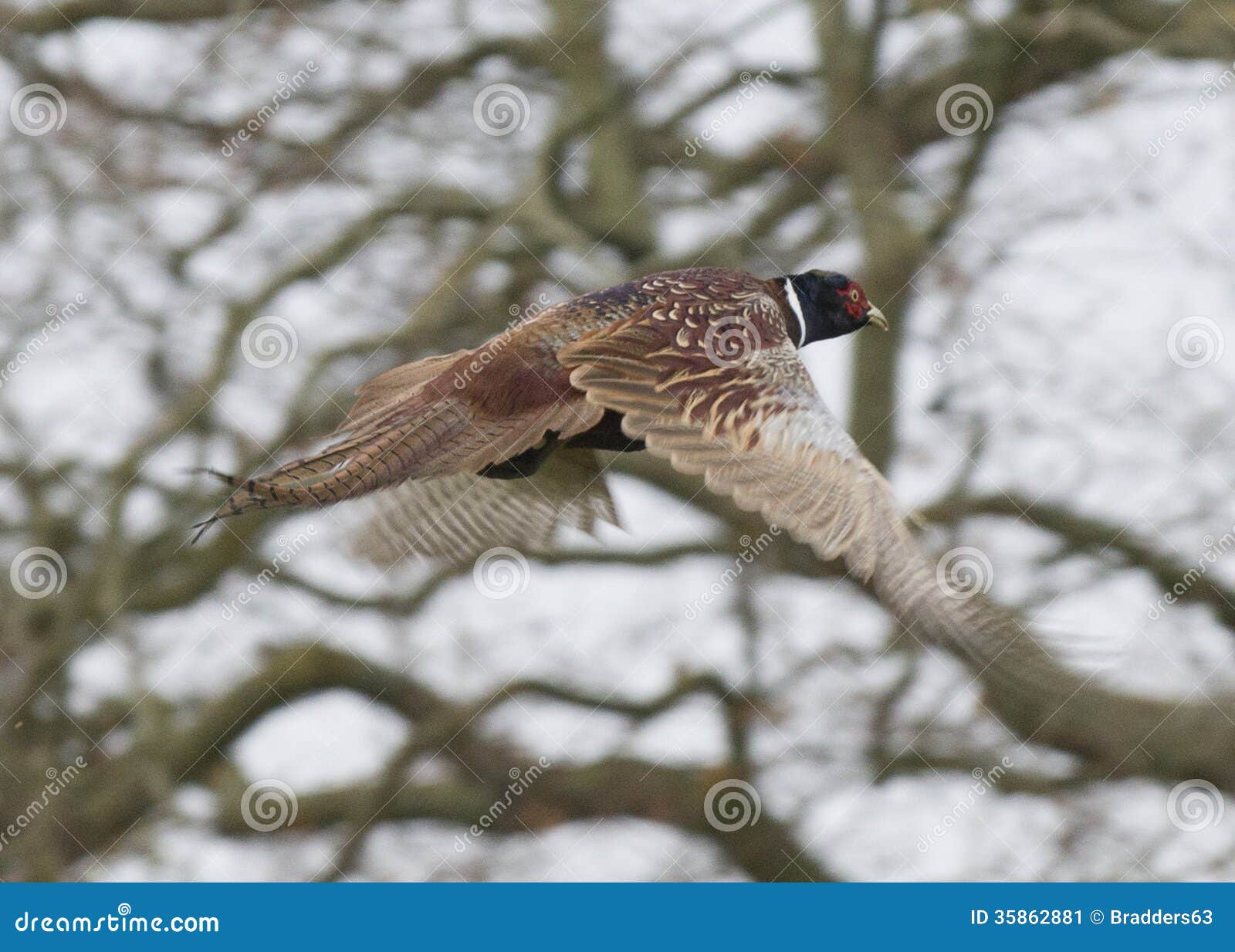 Pheasant stock image. Image of pheasant, flight, sporting - 35862881