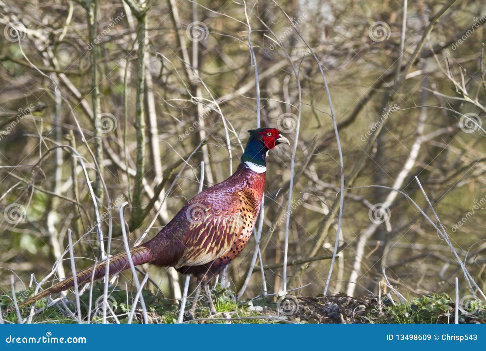 Pheasant in woodland stock image. Image of branch, tree - 13498609