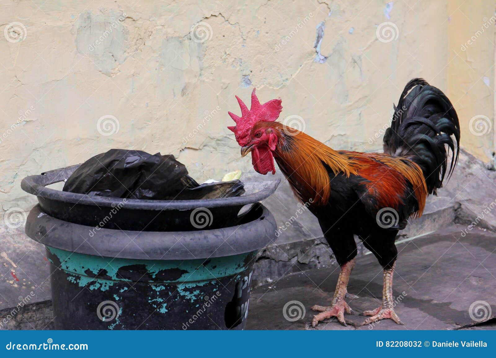 Rooster stock illustration. Illustration of color, farm - 82208032