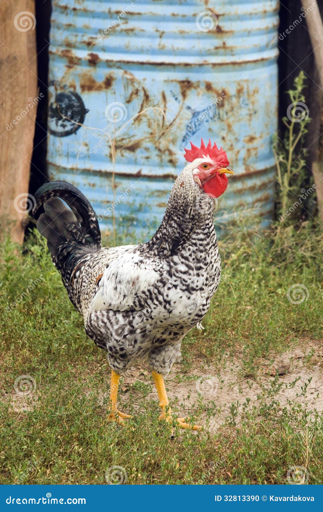 Pockmarked in the yard stock photo. Image of bird, edible - 32813390